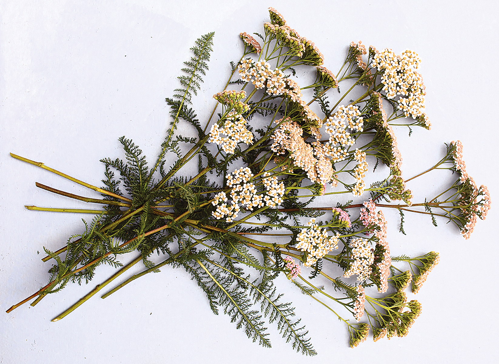 DIY Herbal Salt with Yarrow – Mother Earth News